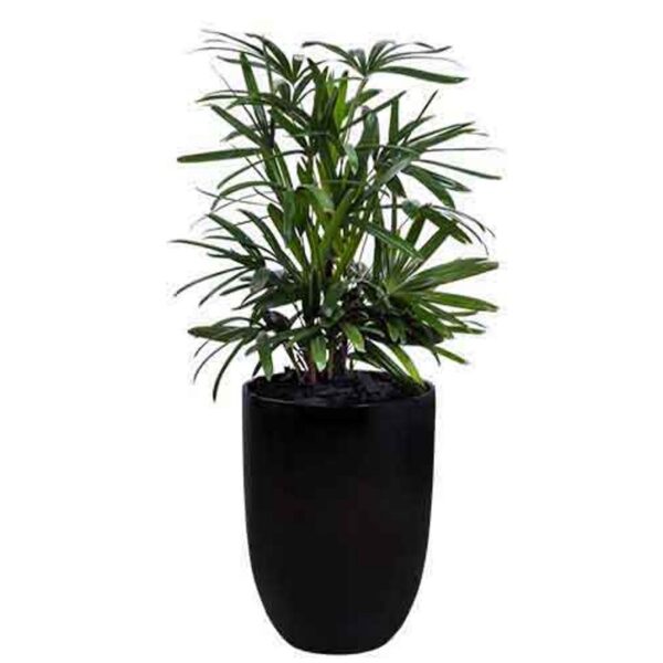 Beautiful Plant Rental in Singapore | Rent-A-Garden | Office Plants