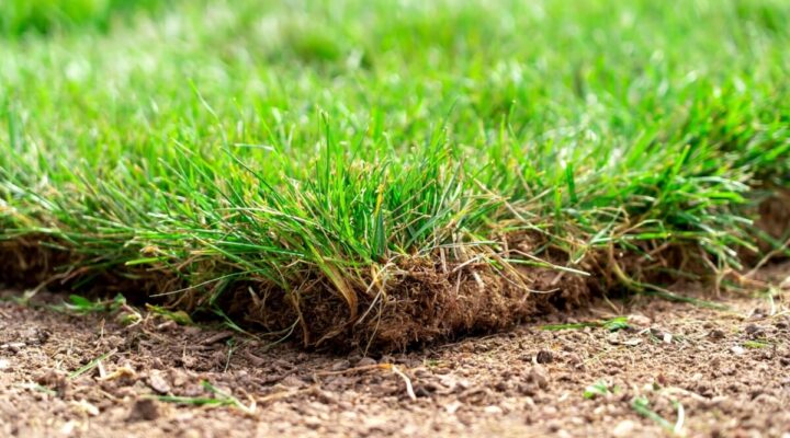 Fast Grass Planting & Turfing Service Singapore | Lawn Installation